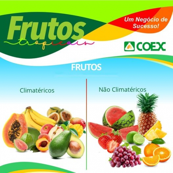Frutos Climatéricos e não Climatéricos - COEX - Comitê Executivo de ...